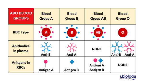 🩸 “The Rarest Blood in the World” – A New Discovery and Why Blood Types ...